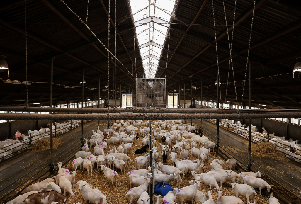 Vijf dingen die je moet weten over ammoniak - Groen Kennisnet