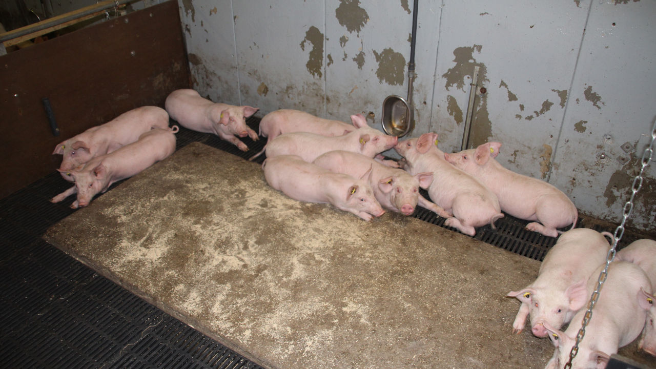 EURCAW-Pigs