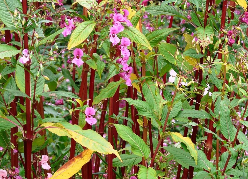 Praktijkadvies voor aanpak invasieve exotische planten - Groen Kennisnet