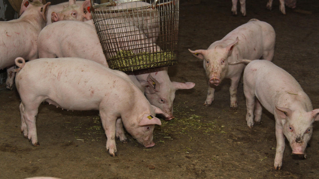 EURCAW-Pigs