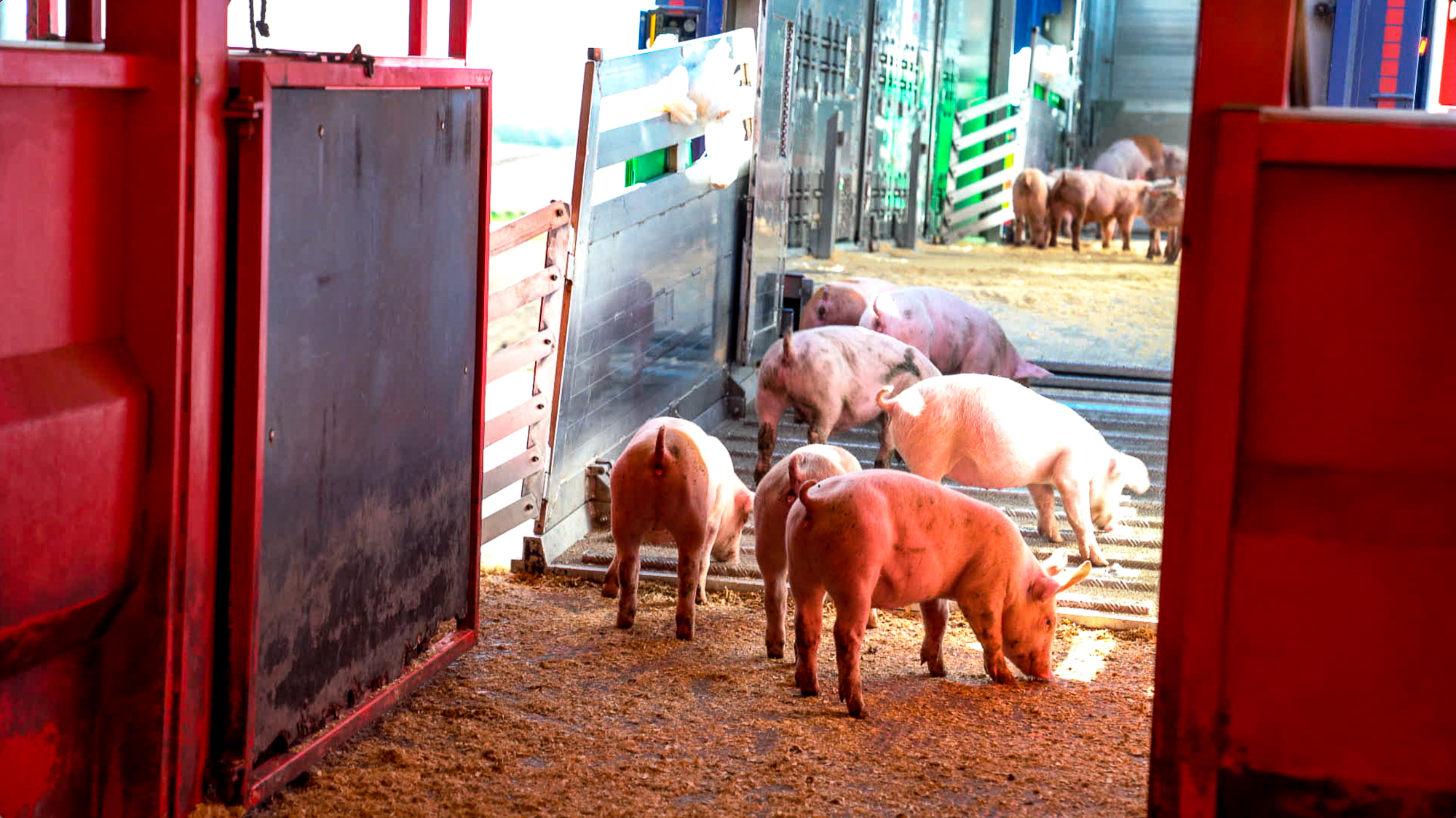 Pre-transport fasting and implications for pig welfare – good or bad ...