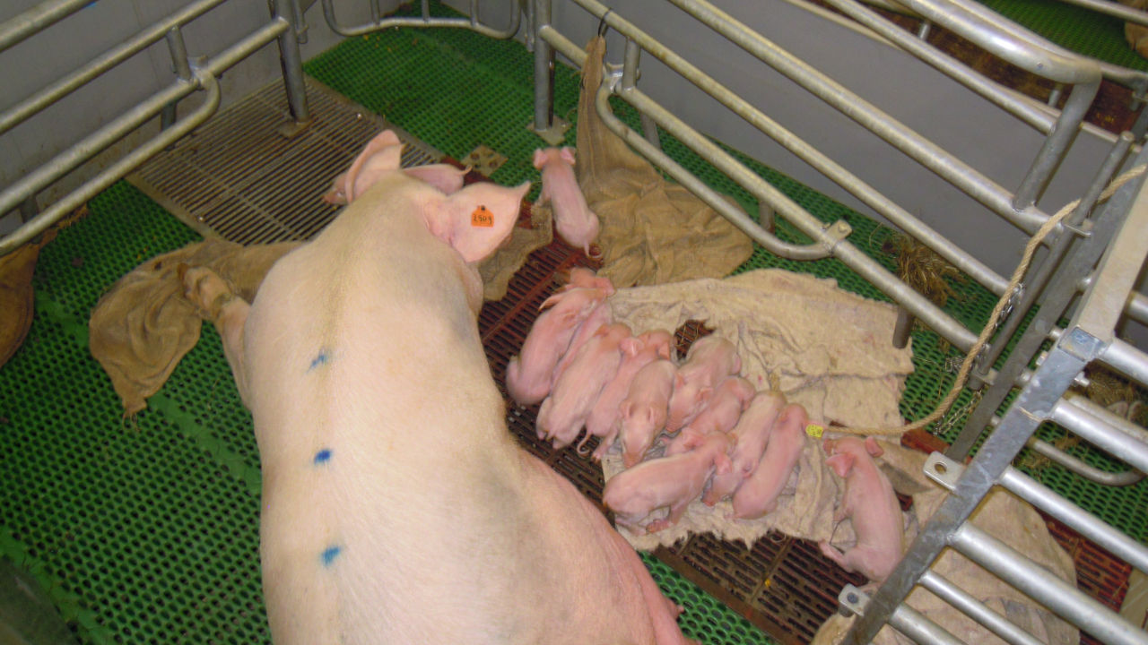 EURCAW-Pigs