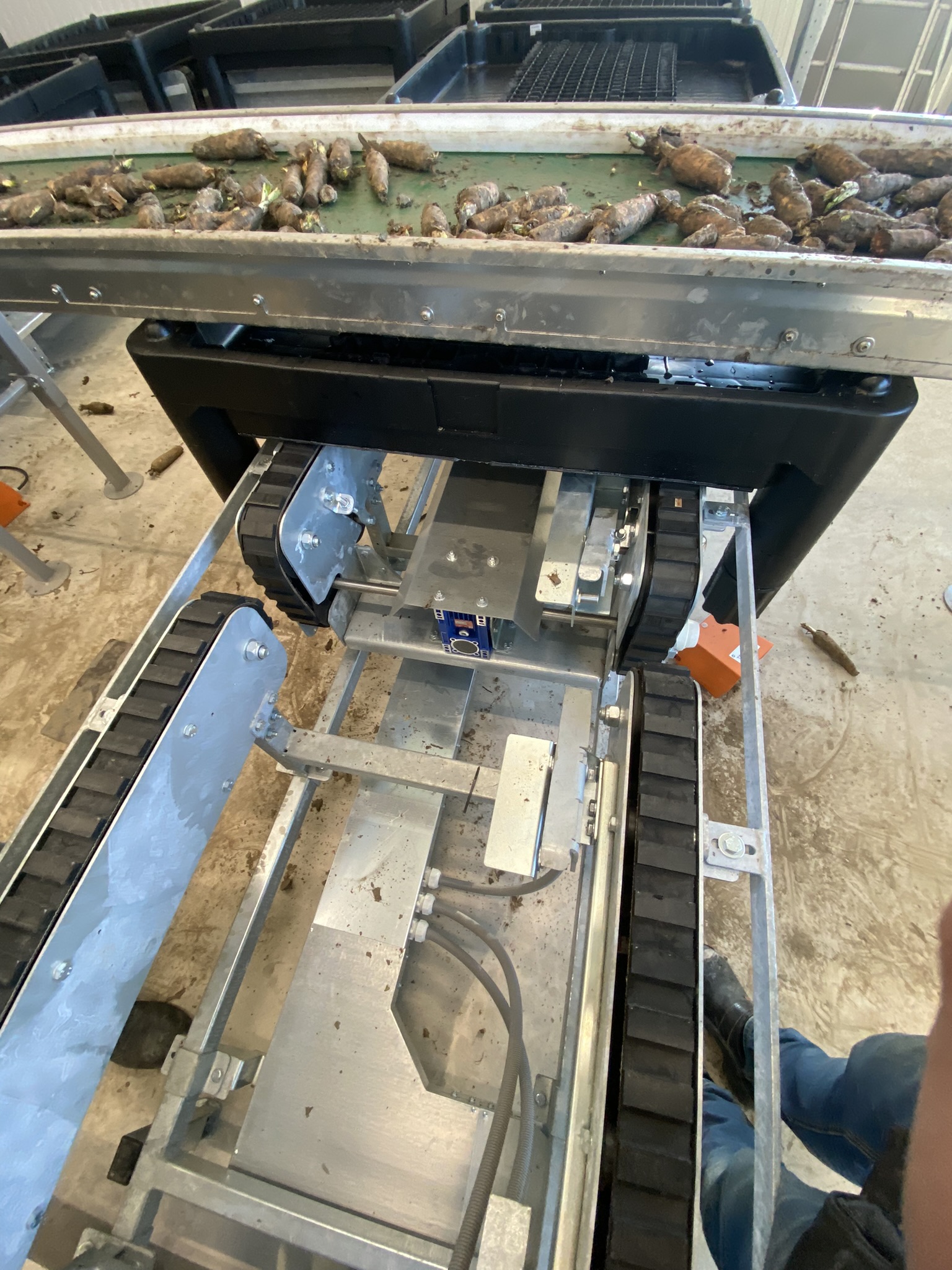 Geautomatiseerd opzetten van witlofpennen - Groen Kennisnet