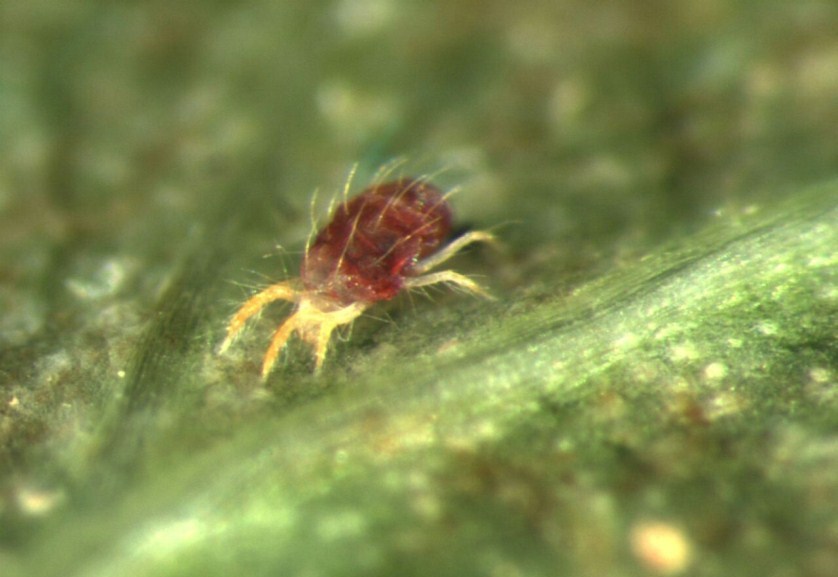 Spintbestrijding steeds lastiger - Groen Kennisnet