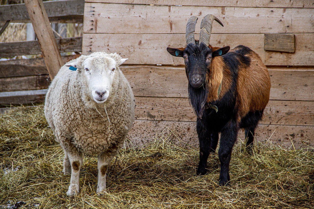 Hoed geit en schaap voor riskante stof en plant - Dierenwelzijnsweb