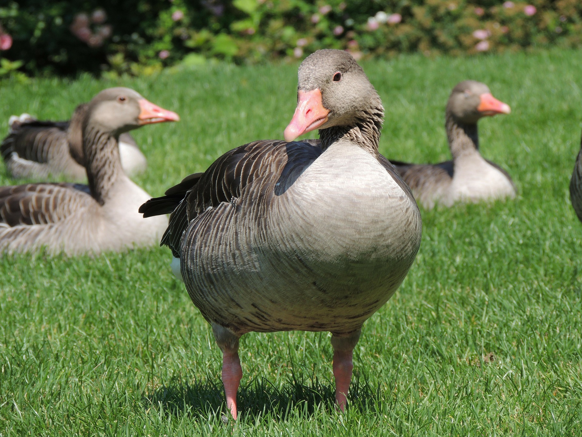 Wilde gans op je bord - Dierenwelzijnsweb