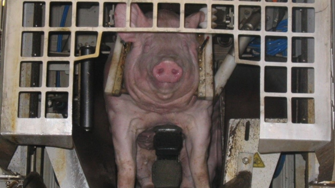 Pig stunning and bleeding - EURCAW-Pigs