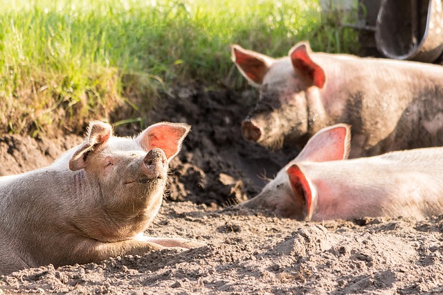 Boeren zonder land - Groen Kennisnet